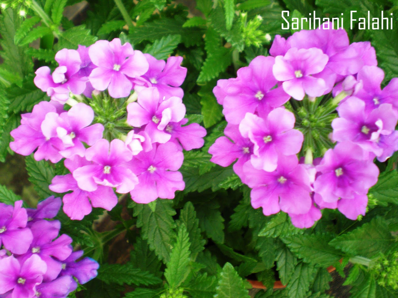 Paling Populer 25+ Gambar Bunga Verbena