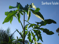 Hati Berdetik dan Berbisik: Pokok Kaki Angsa