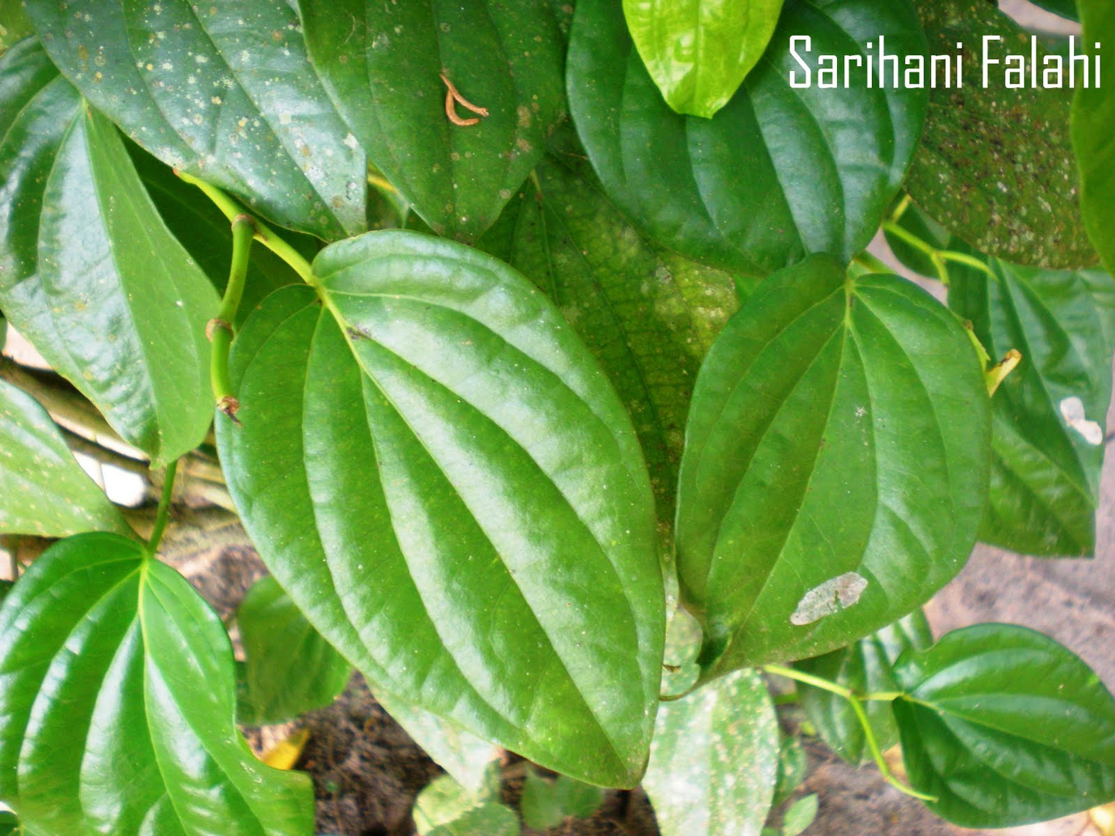 Hati Berdetik dan Berbisik: Pokok Sirih