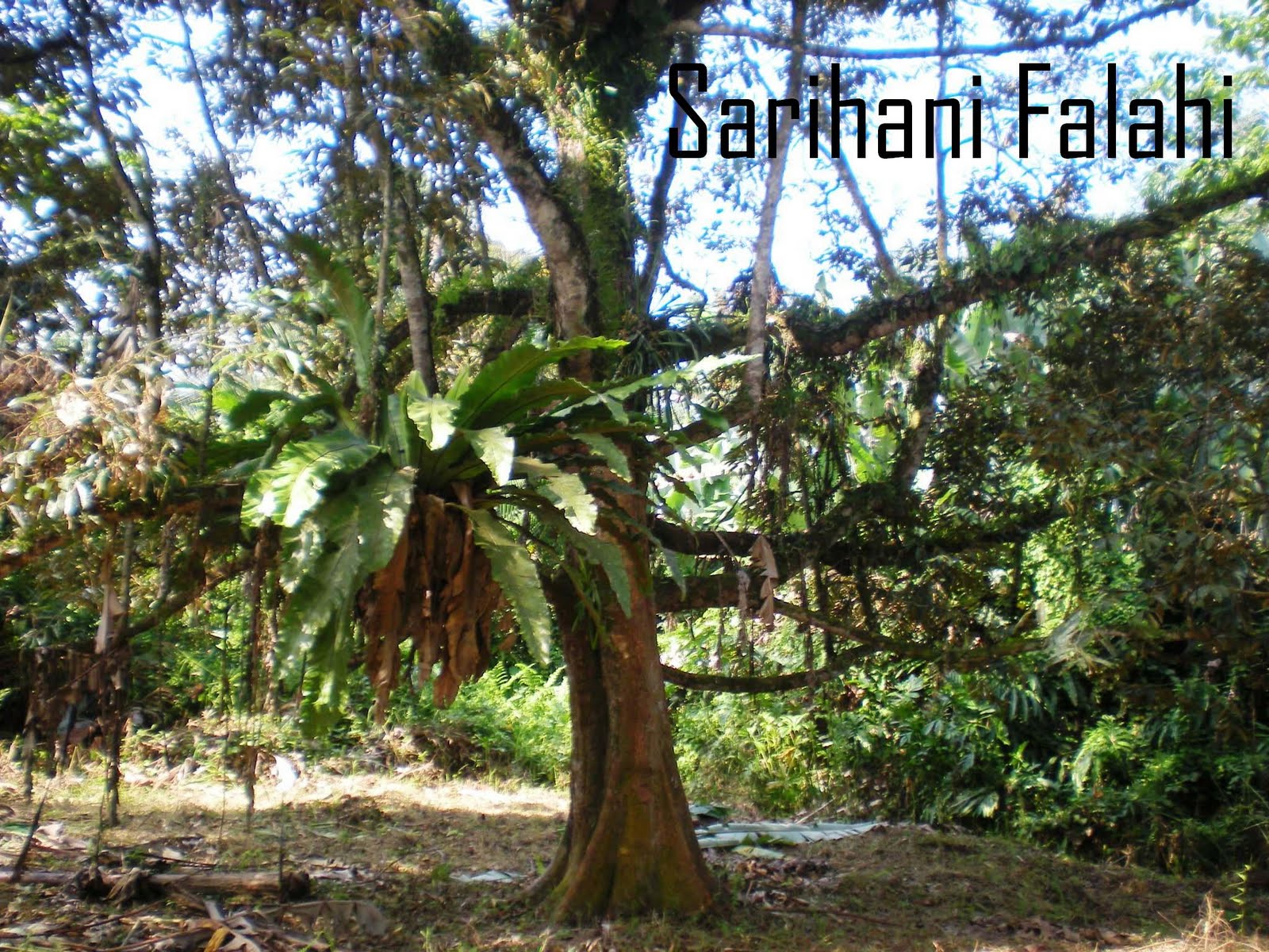 Hati Berdetik dan Berbisik: Tumpang Bird's Nest Fern