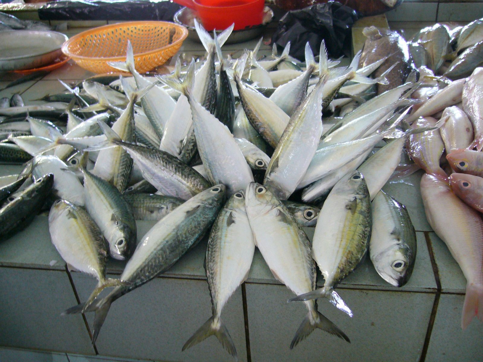 SUPPLIER IKAN BASAH