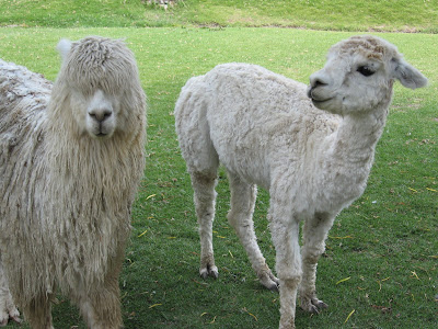 Viajes por América Latina !: Alors, c’est qui le plus beau ? lama sans ...