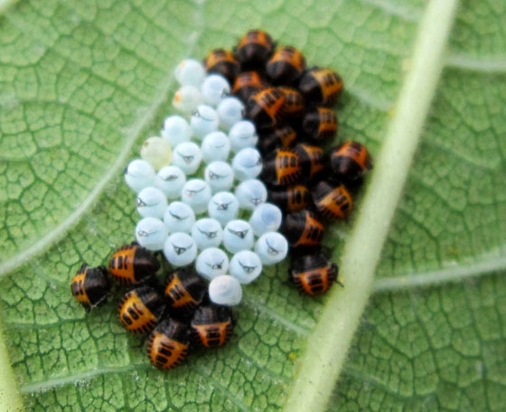 Notes From a Biophile: Stink Bugs and Coprophagia