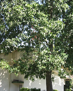 ORGANICE: Holy Rudraksha