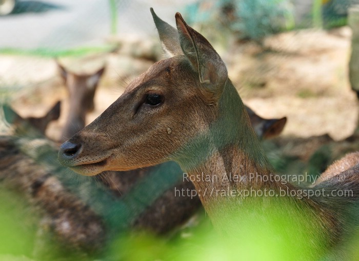 Roslan Alex Photography: Welcome to the jungle .... Lokawi Wildlife Park