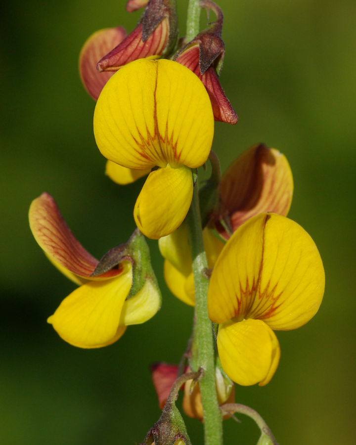 Rufino Osorio: Crotalaria pumila – Low Rattlebox