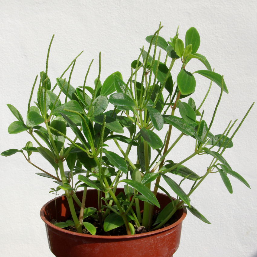 Rufino Osorio: Peperomia humilis