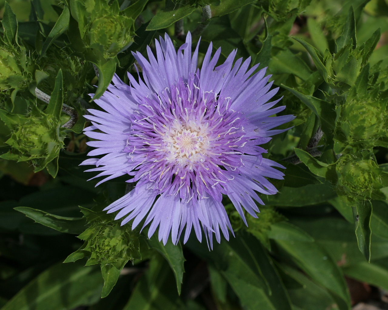 Rufino Osorio: Stokesia laevis – Stokes-Aster