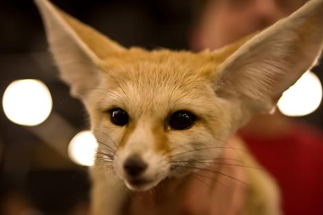 National Geographics: very small fennec fox pictrures