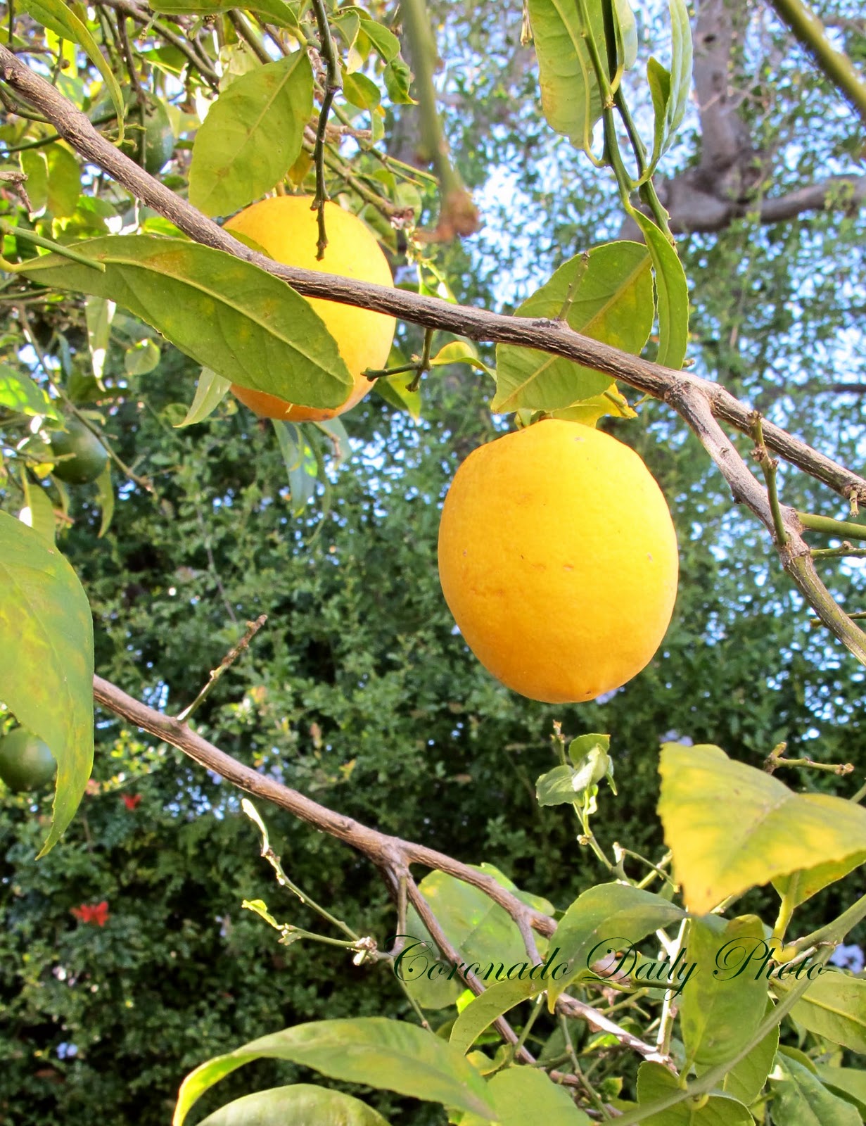 Coronado Daily Photo: My Back Yard