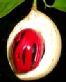 BKPA-USM: Potensi Fuli Pala (Myristica fragrans Houtt) Sebagai ...