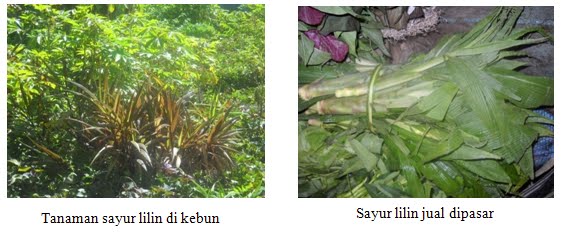 Manfaat Tanaman Sayur Lilin oleh PISAY WEYA