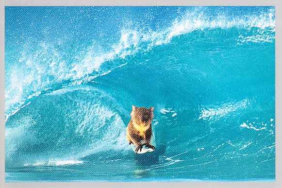 Animals in the surf