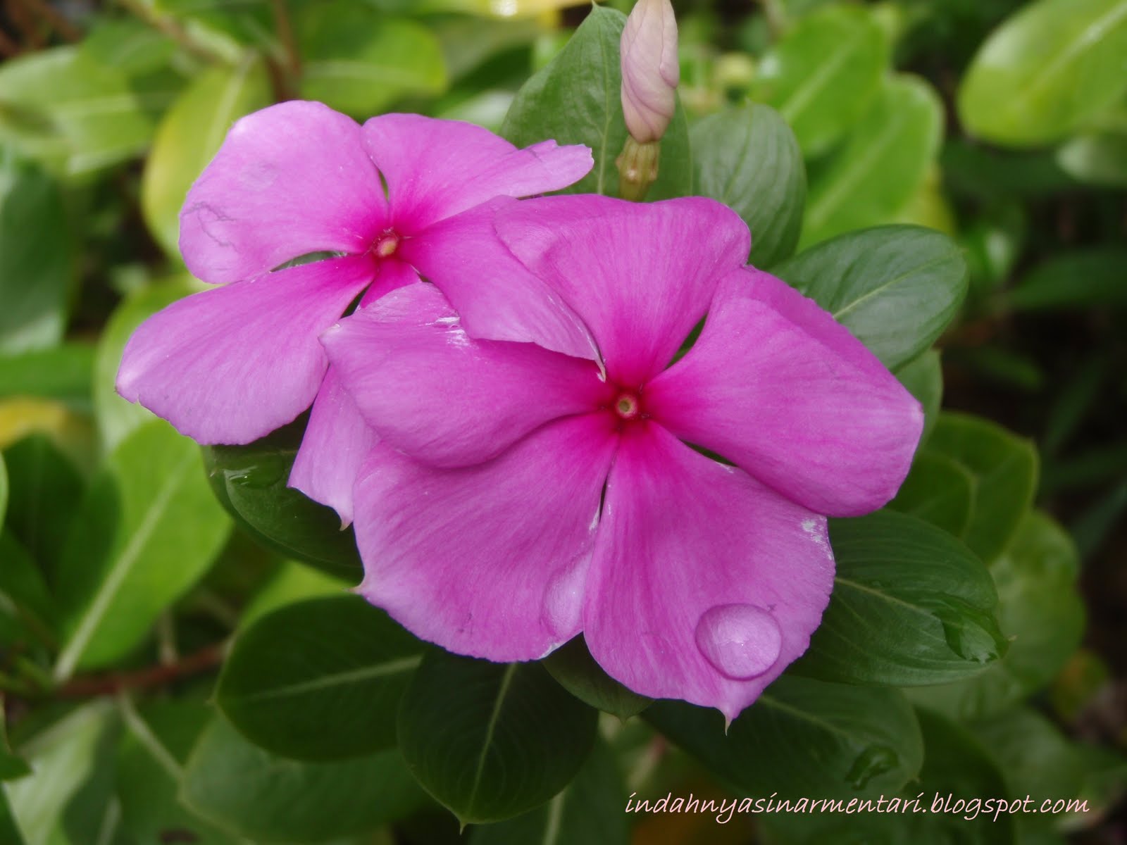 Sinar Kehidupan: Indah bunga indah wanita