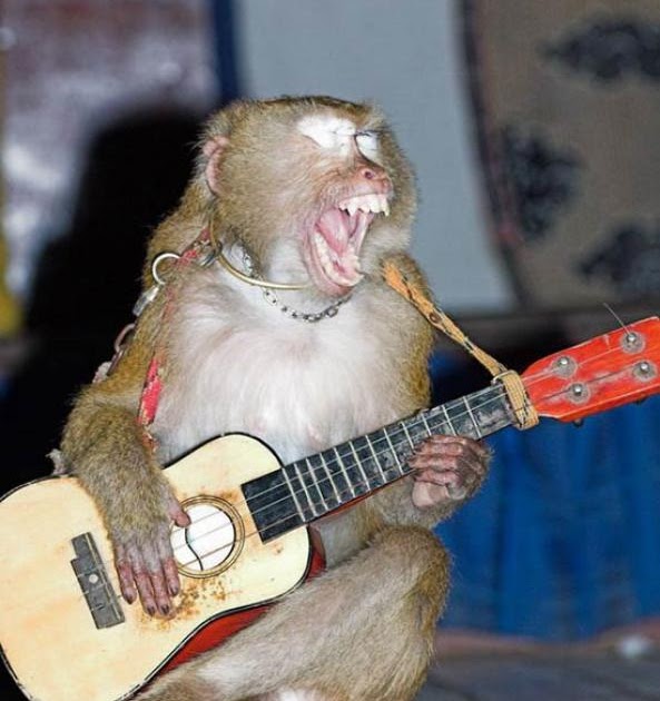 Crazy Animal Pictures: funny crazy animals