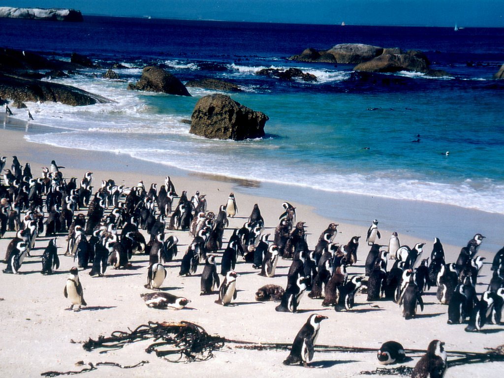 Pingüins: Características Gerais dos Pinguins