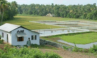 mansoon kerala tourism: Kerala Toddy = Kallu = Palm Wine