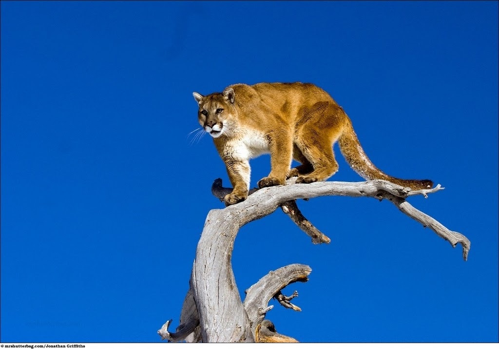 26 Imagens de predadores da Natureza