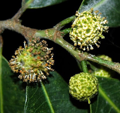 Temukuri - Plantas Mexicanas: Brosimum alicastrum