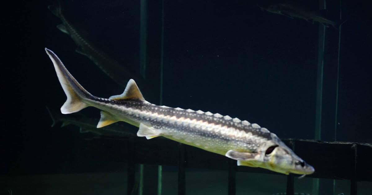 CRISTIAN NISTOR: CEGA, NISETRU, PASTRUGA SI MORUNUL