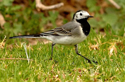 CRISTIAN NISTOR: CODOBATURA ALBA