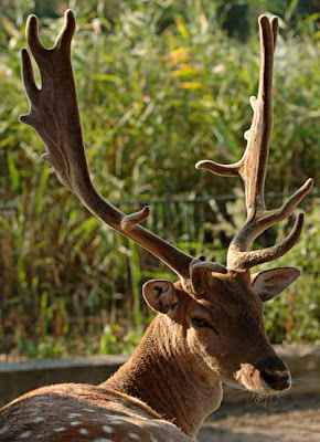 CRISTIAN NISTOR: CERB LOPATAR