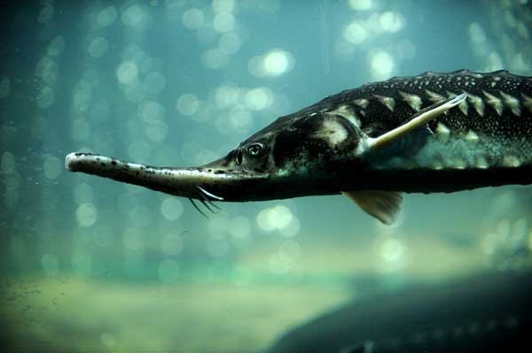 CRISTIAN NISTOR: PASTRUGA