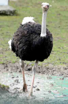 CRISTIAN NISTOR: STRUT AFRICAN