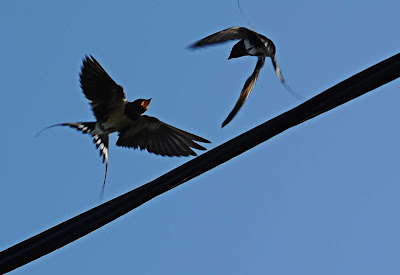 CRISTIAN NISTOR: RANDUNELE