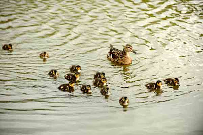 CRISTIAN NISTOR: RATA CU BOBOCI