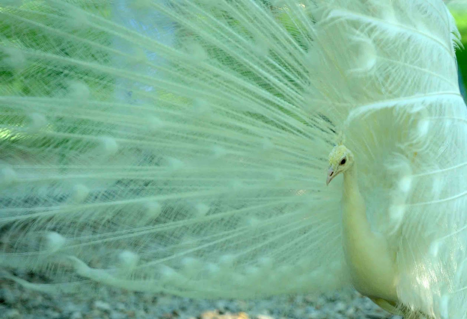 CRISTIAN NISTOR: PAUN ALB