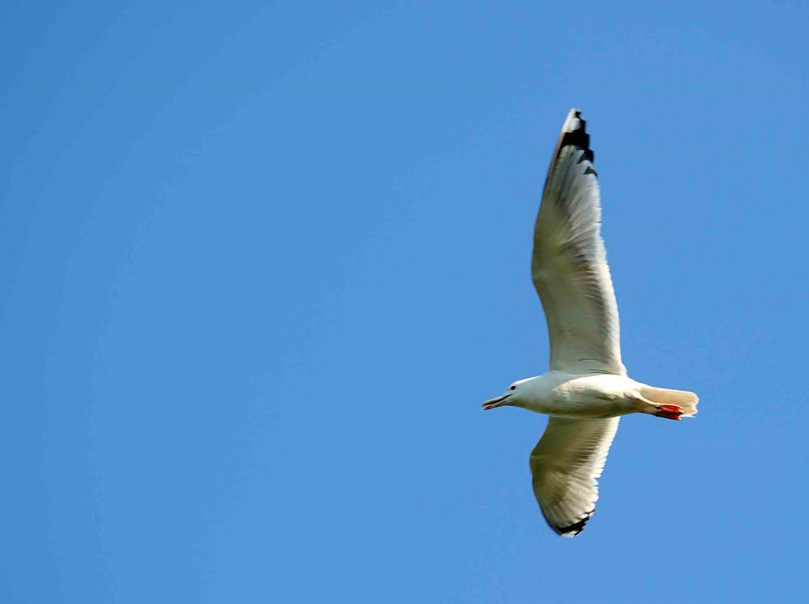 CRISTIAN NISTOR: PESCARUSI