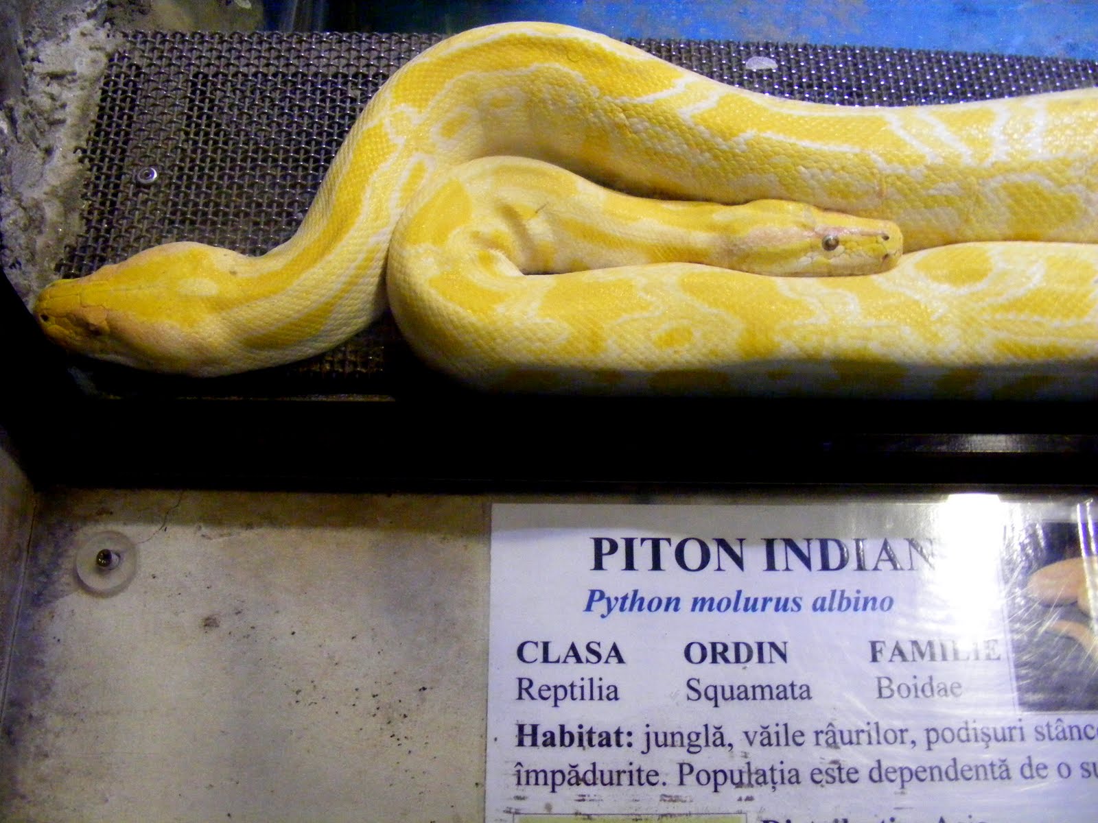 CRISTIAN NISTOR: PITONI INDIENI