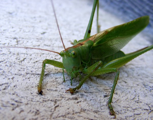 CRISTIAN NISTOR: LACUSTA