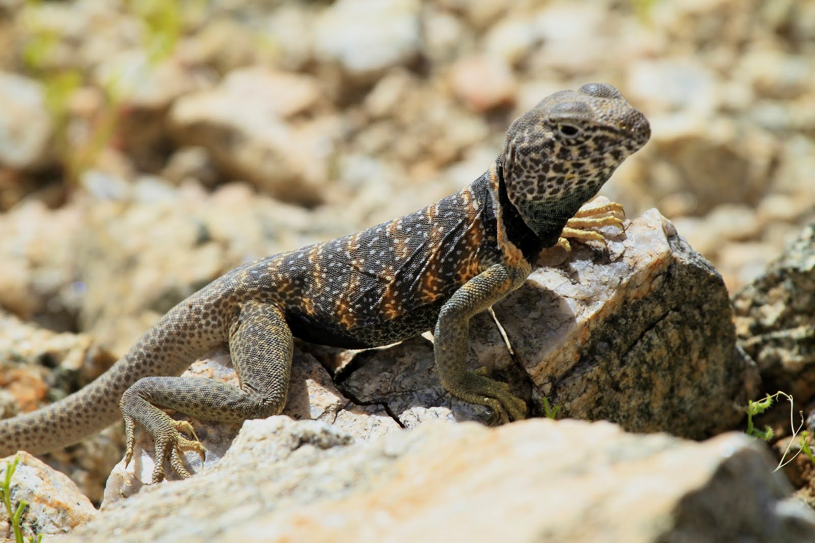 Jean Bjerke's Photo Blog: April in Joshua Tree National Park