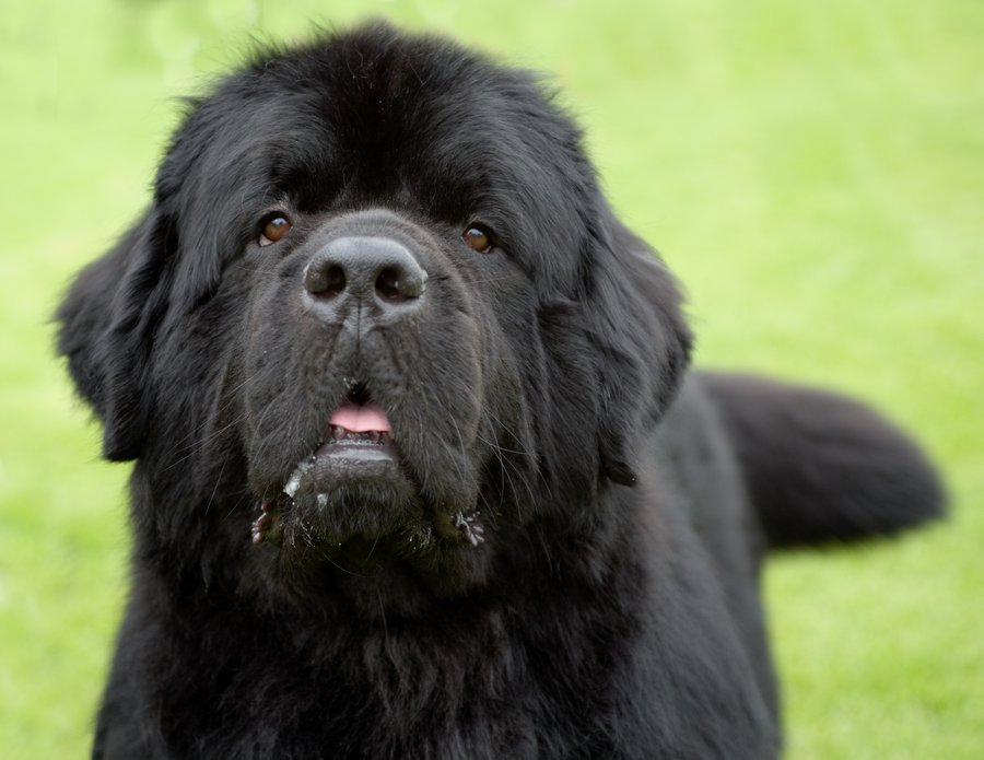 Newf Friends: Docker the Newf makes a TV appearance