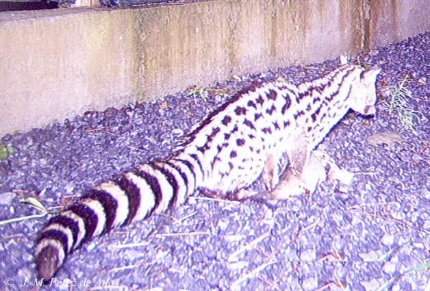 Macizo de Gorbeia: Gineta común