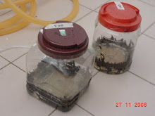 MAKING MONEY THROUGH LEECH: Breeding Technique