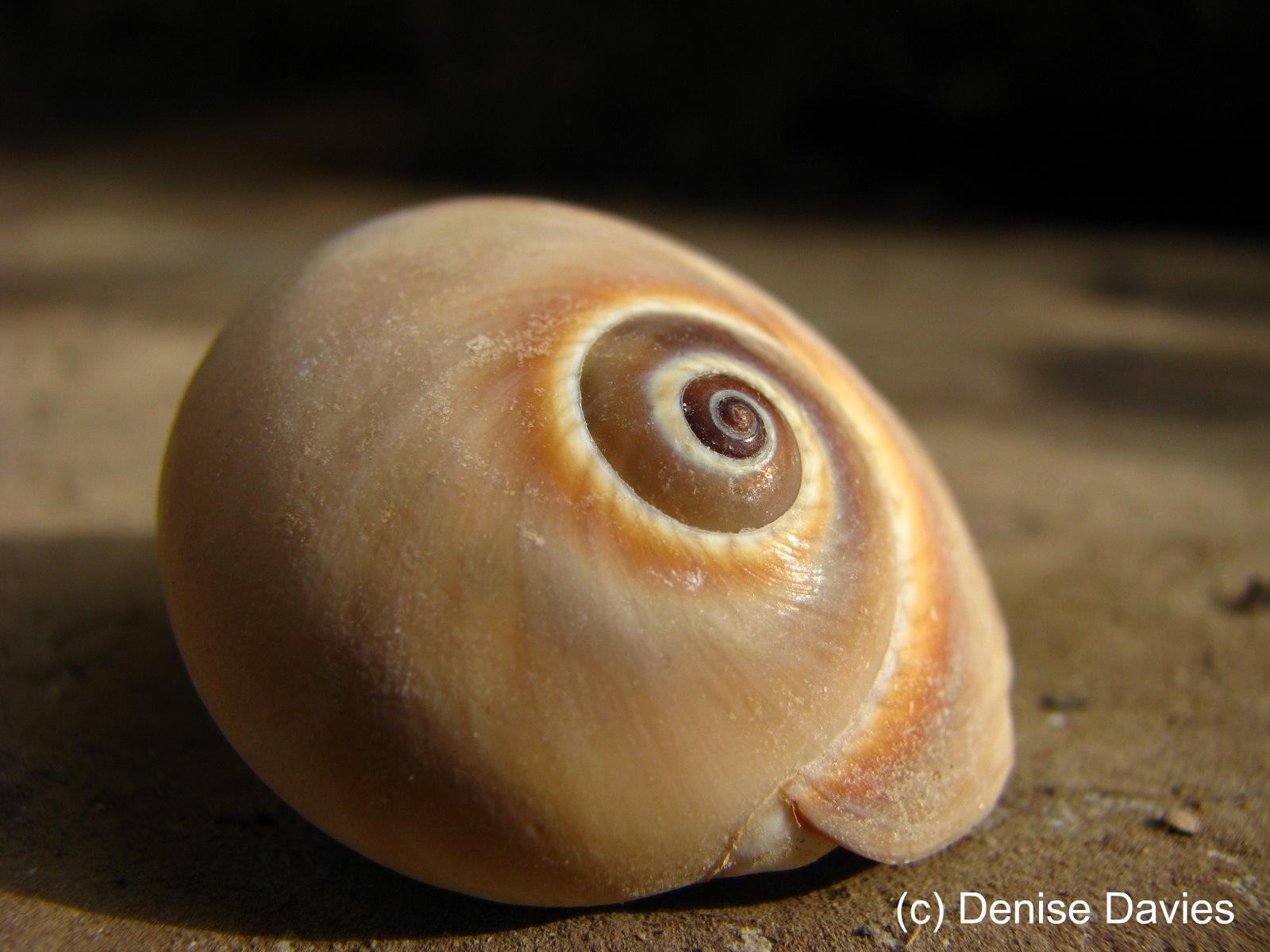 Denise Davies Photography: Shells - Patterns and Textures