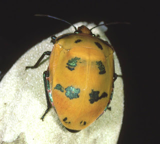 BunyipCo: Bugs Are More Complex Than We Think