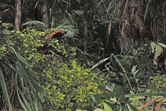 BunyipCo: April 2010