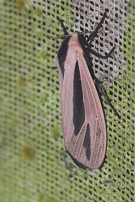 BunyipCo: Tiger Moths (Family Arctiidae)