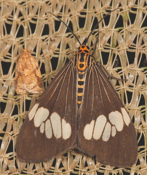 BunyipCo: A Moth Night!