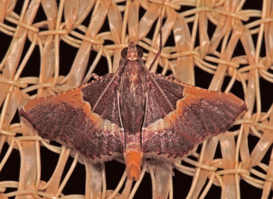 BunyipCo: A Moth Night!