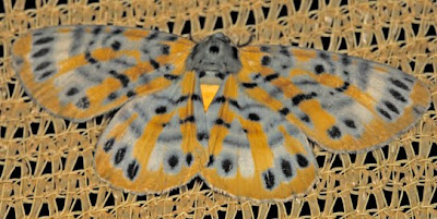 BunyipCo: A Moth Night!