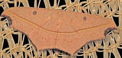 BunyipCo: A Moth Night!