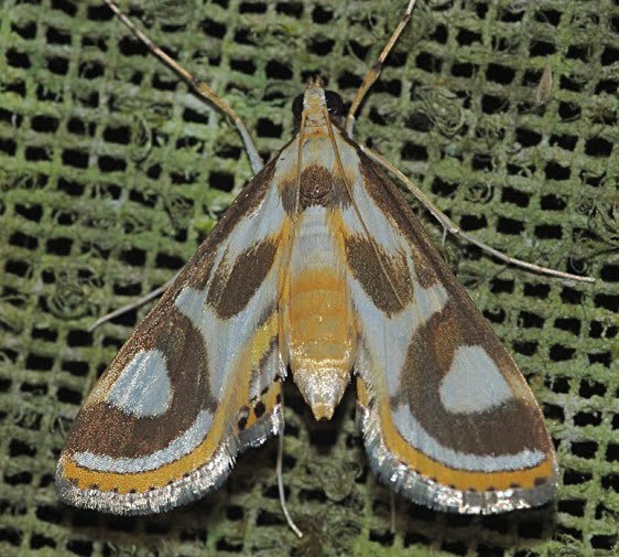 BunyipCo: Aquatic Moths