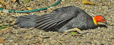 BunyipCo: September 2010