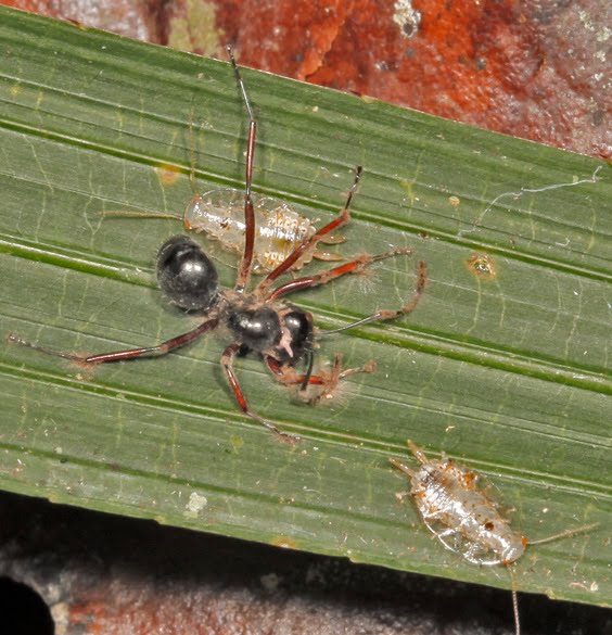 BunyipCo: September 2010