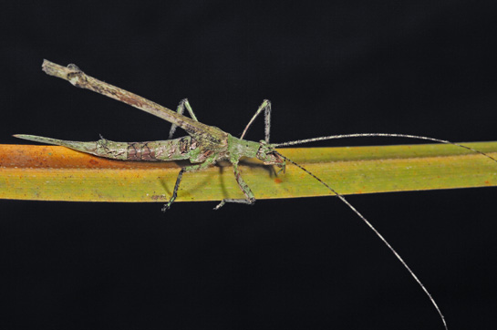 BunyipCo: September 2010